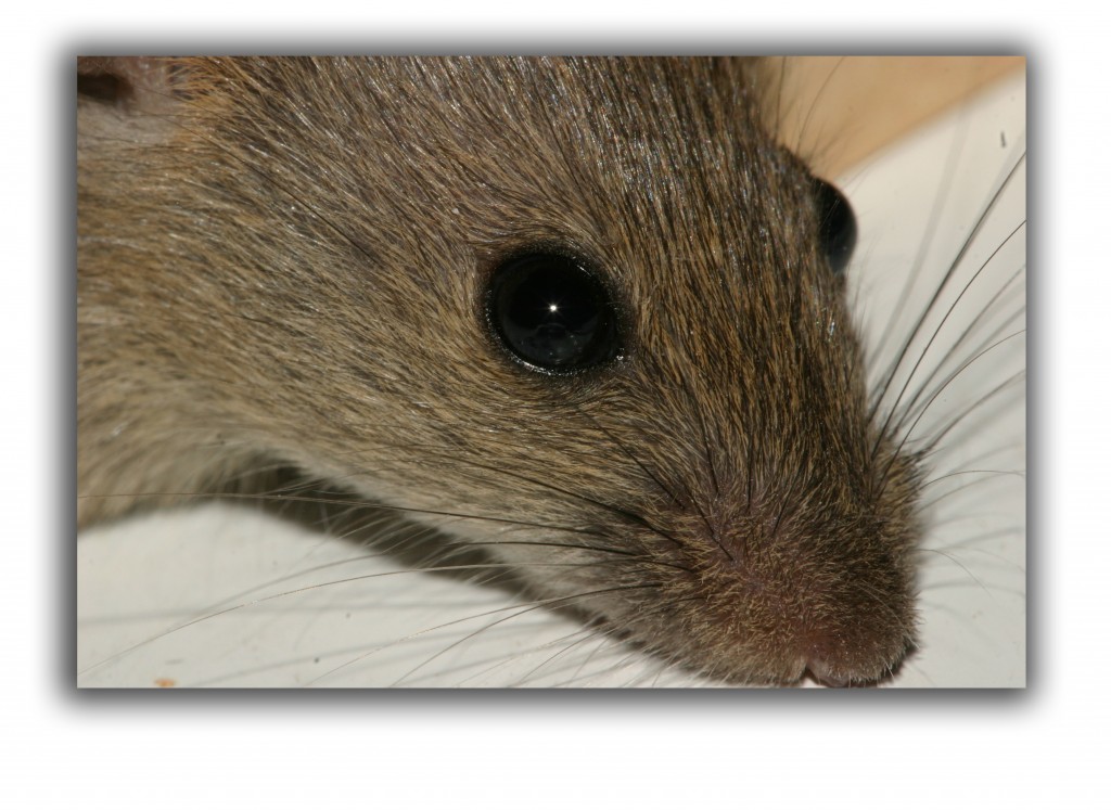 Mouse | Critter Control of the Triangle