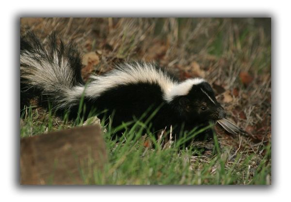 Skunk Removal Services | Critter Control of the Triangle
