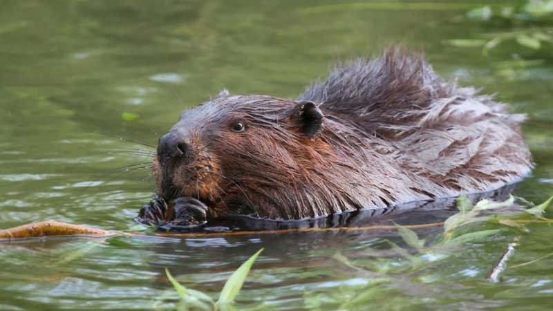 Late Spring Wildlife in the Raleigh area | Critter Control of the Triangle