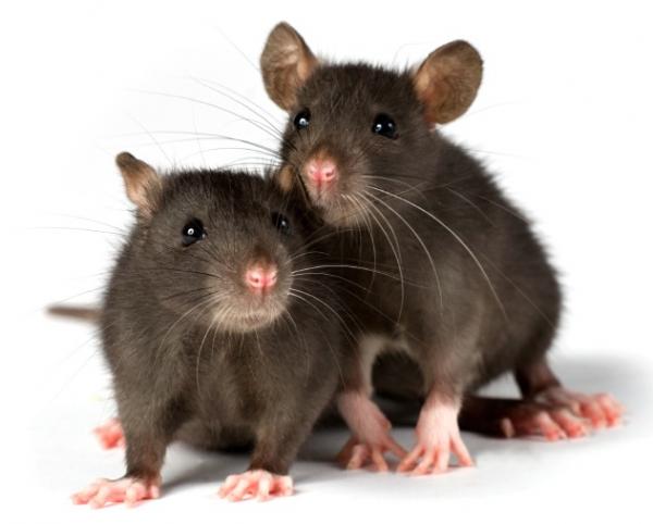 Rats! How to know if you have rats in your home | Critter Control ...