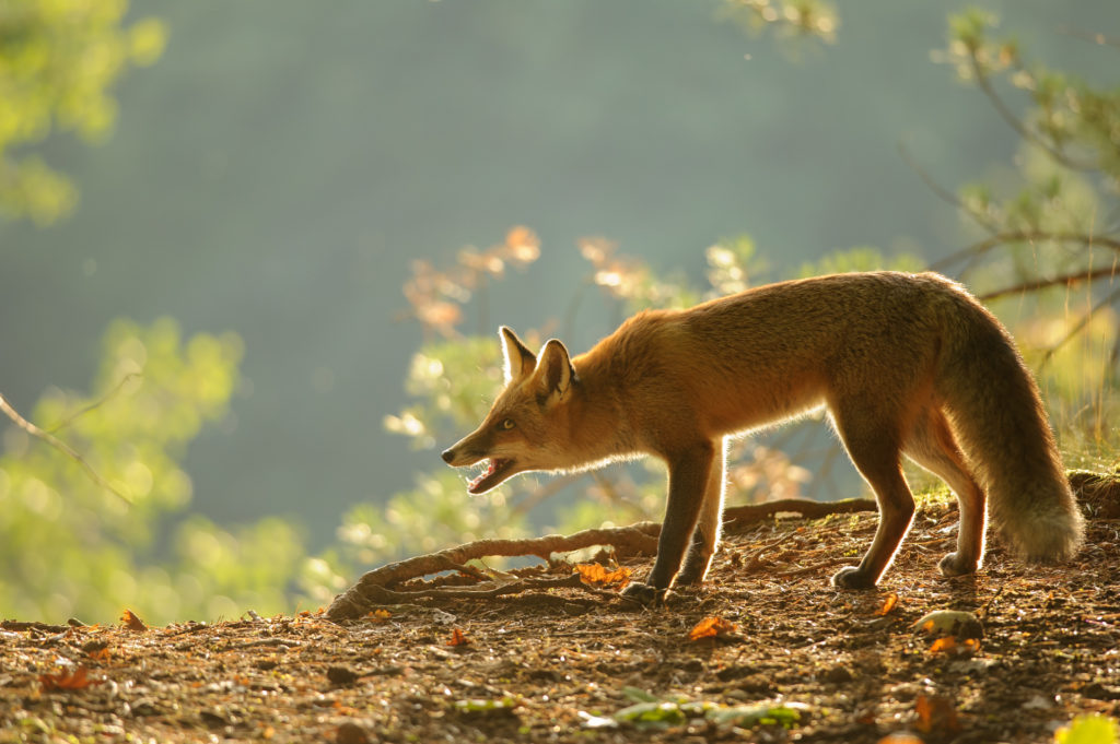 red-fox-rabies-summer-raleigh | Critter Control Triangle