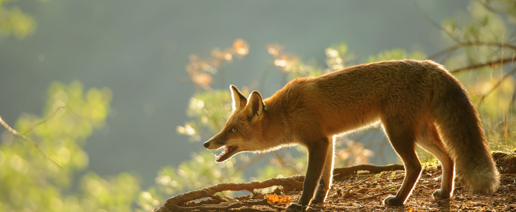 Beware Flying Foxes and Rabies Risks | Critter Control of the Triangle