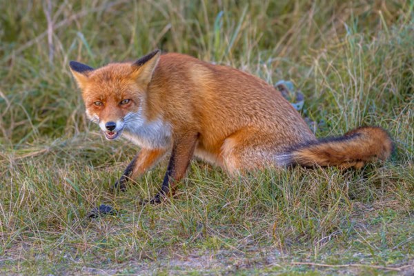 When Foxes Get Aggressive | Critter Control of the Triangle
