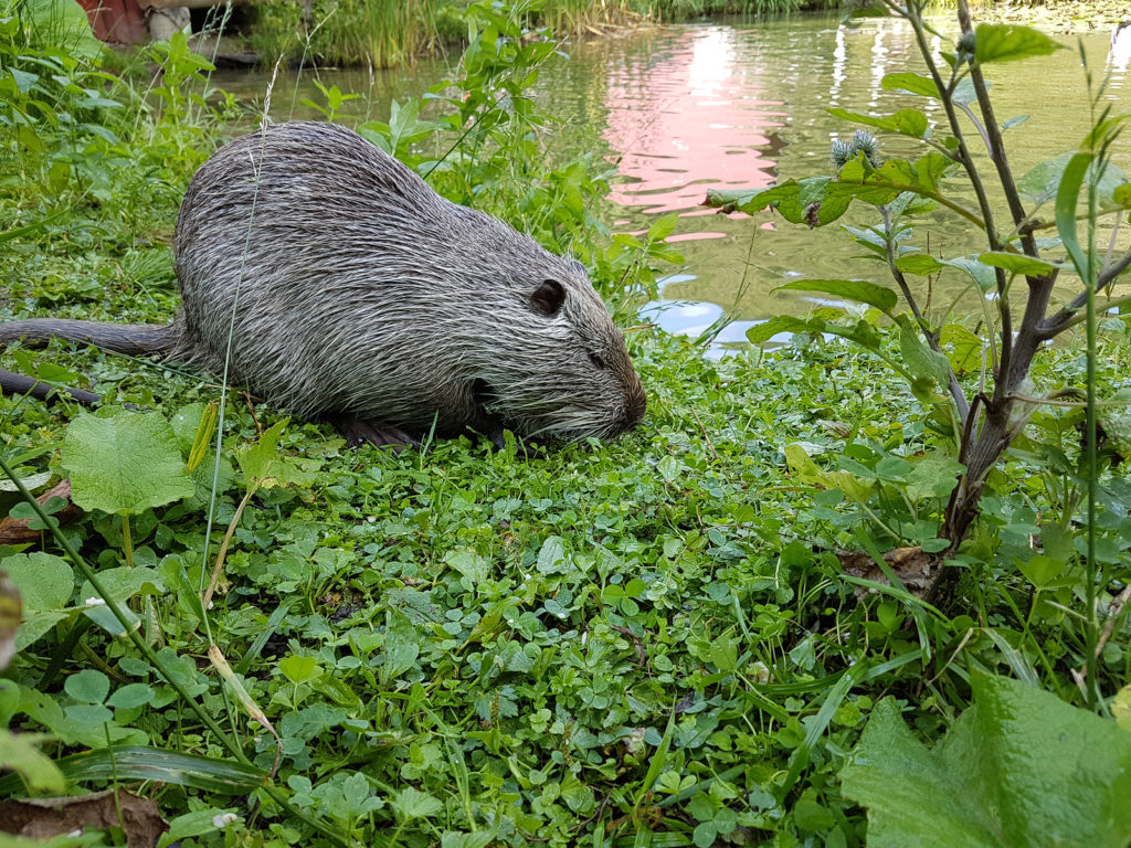 Close Up Photo Of A Nutria, Also Called Coypu Or River Rat, Agai ...